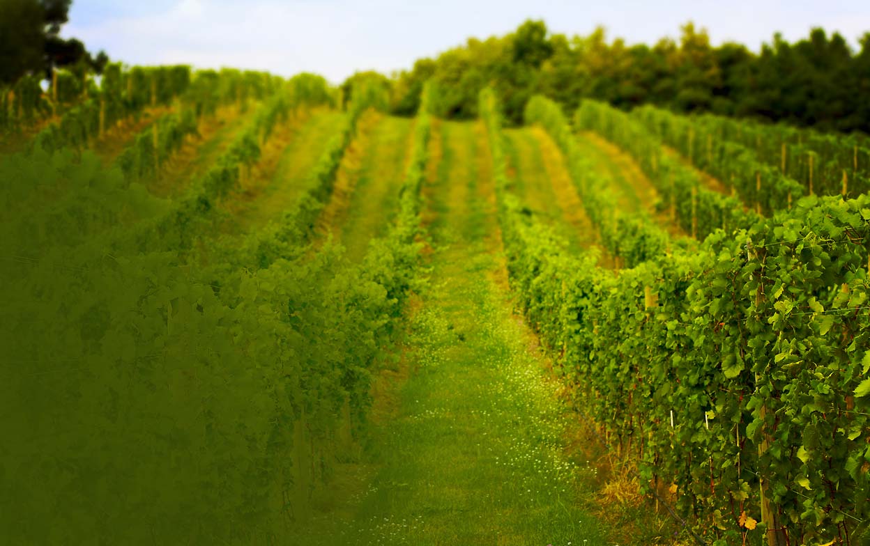 Winery – 45 North Vineyard & Winery